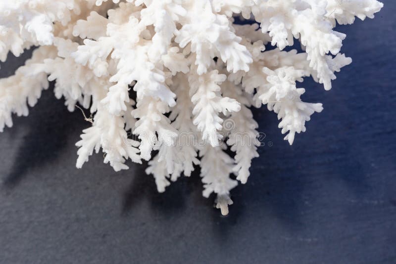 White Sea Coral on a Black Background Stock Image - Image of plant ...