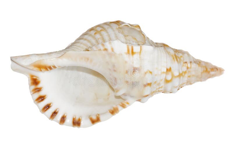 White sea shell stock photo. Image of review, ideas, multi - 10618236
