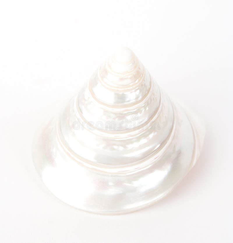 White shiny sea shell stock image. Image of objects, marine - 13597801