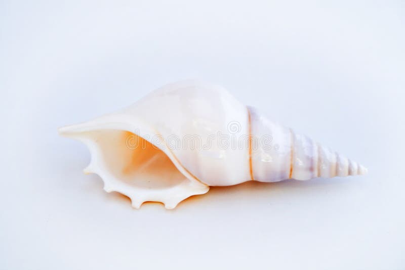 White sea shell stock image. Image of detail, spikes, orange - 2940583