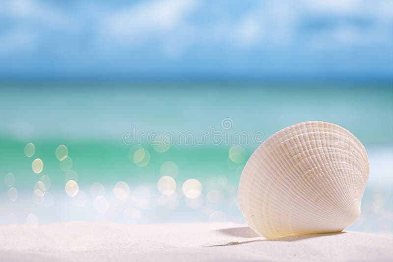 White Sea Shell on Beach Sand Stock Image - Image of seasons ...