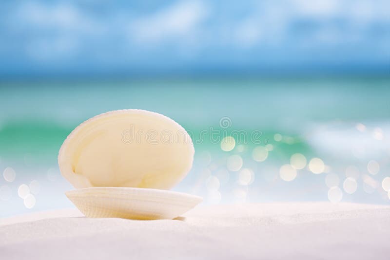 White Sea Shell on Beach Sand Stock Image - Image of seasons ...