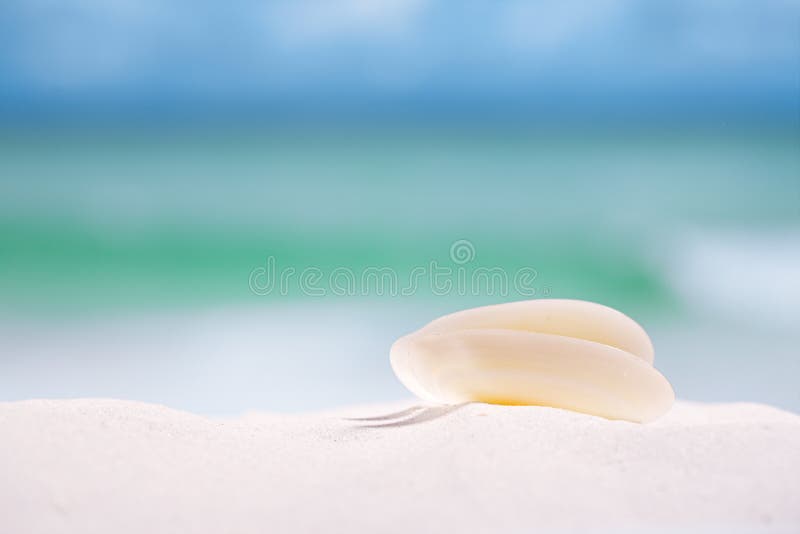 White Sea Shell on Beach Sand Stock Image - Image of seasons ...