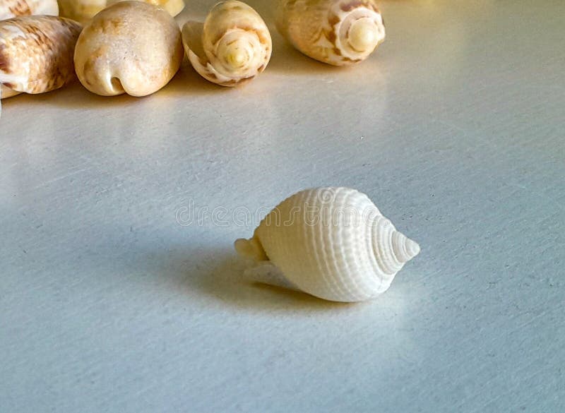 A White Sea Shell with the Fibonacci Spiral, Indoors Stock Photo ...
