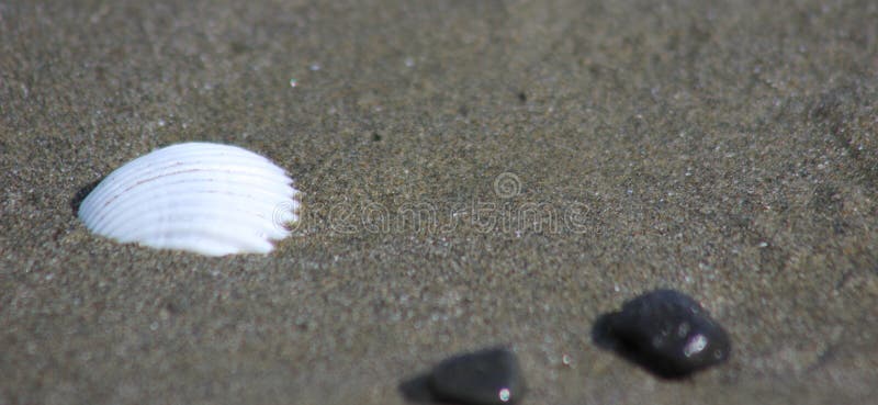 A White Sea Shell at the Sand of the Oroklini Beach in Larnaca District ...
