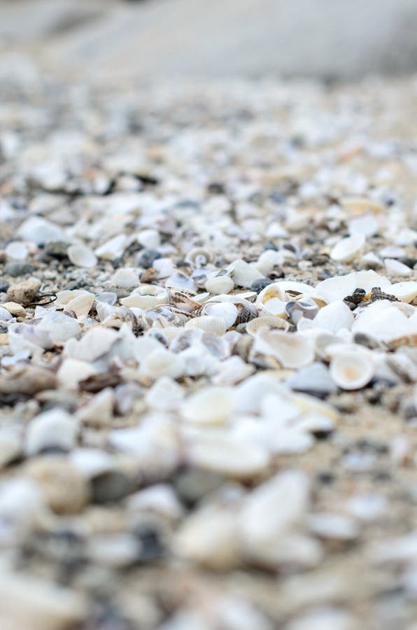 White sea shells stock image. Image of edge, idyllic - 98444007