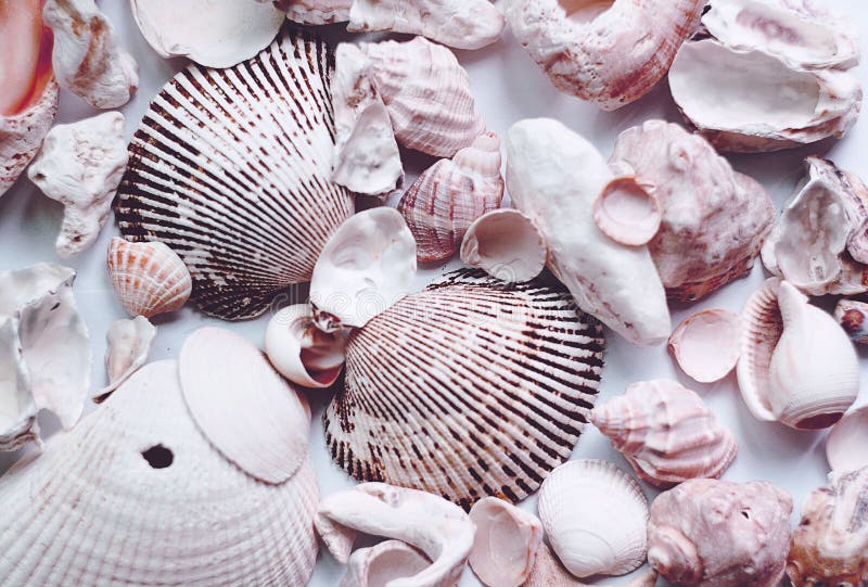 White Sea Shells Picture. Image: 85209138