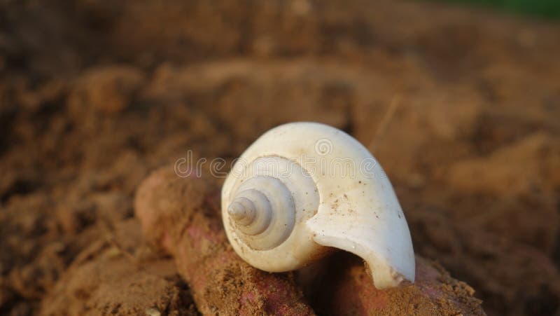 White Sea Shells on a Beach Sand in India. Conch Shells Front View on ...