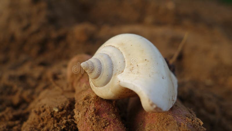 White Sea Shells on a Beach Sand in India. Conch Shells Front View on ...