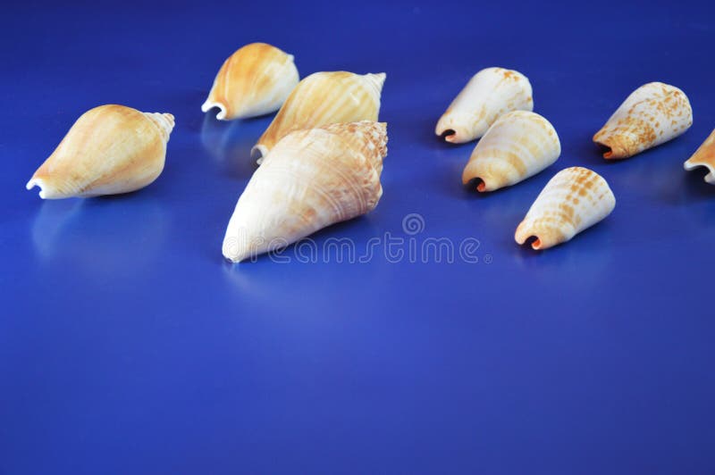 White Sea Shells on a Dark Blue Background. Summer Concept of Marine ...