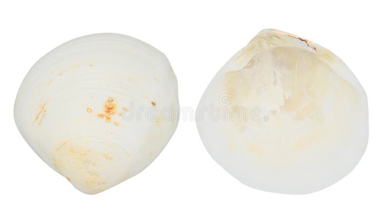 White Sea Shells Isolated on White Stock Photo - Image of clipping ...