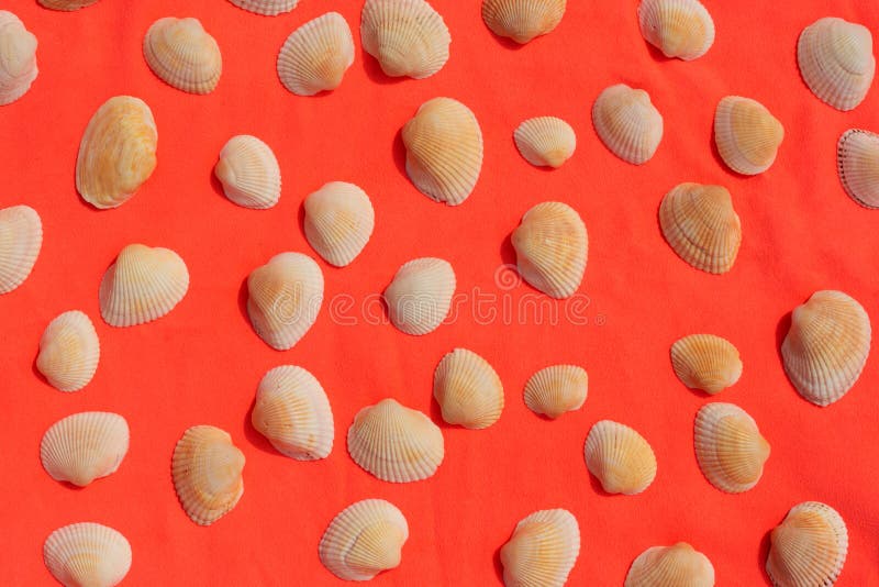 White Sea Shells Lying on Neon Orange Background Stock Photo - Image of ...