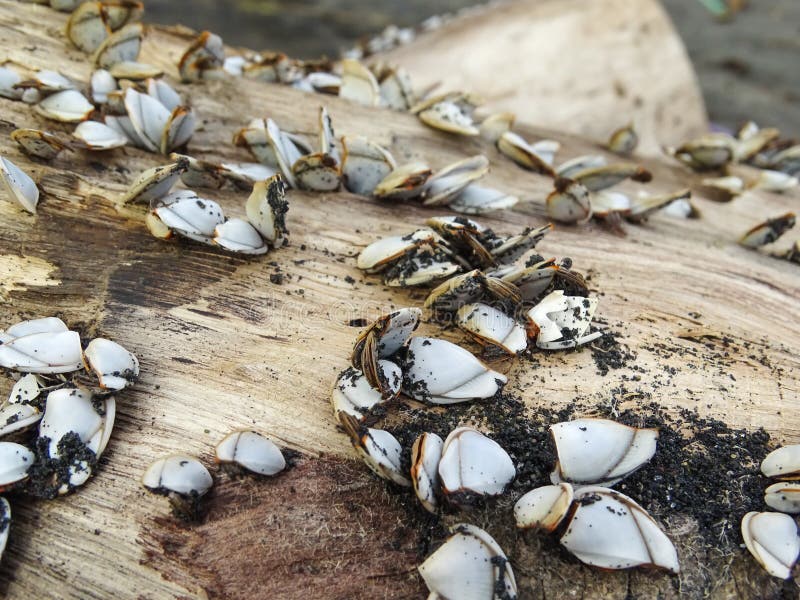 White Sea Shells Stick To Dry Wood Stock Image - Image of animal, pest ...