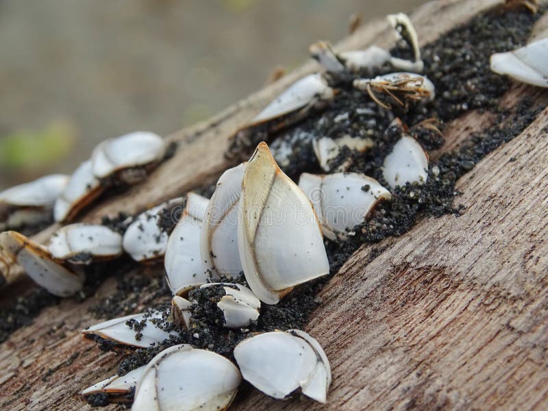 White Sea Shells Stick To Dry Wood Stock Image - Image of tree ...