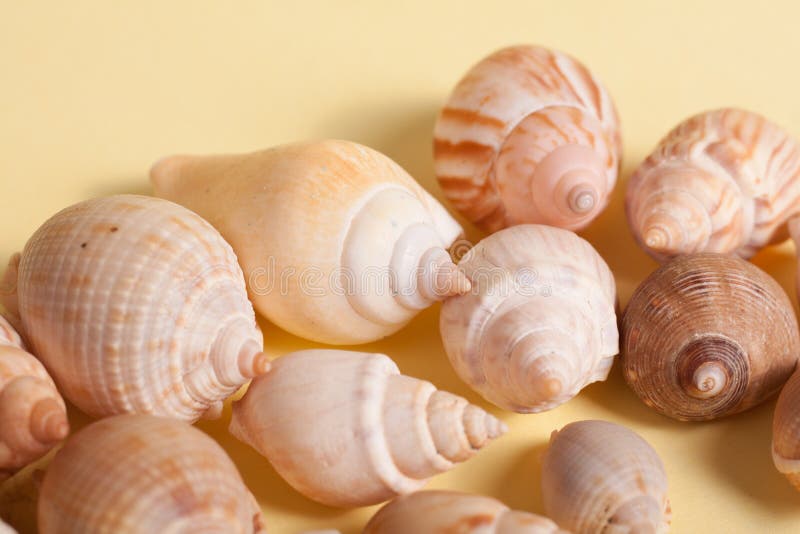 White sea shells stock photo. Image of mineral, seashell - 105646350