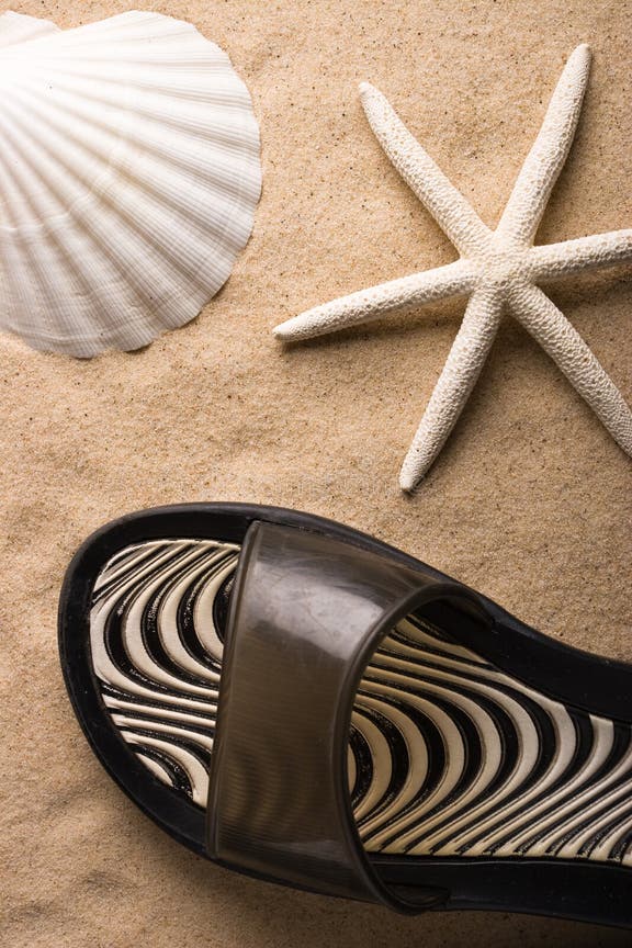 White sea star stock photo. Image of starfish, summer - 3935986