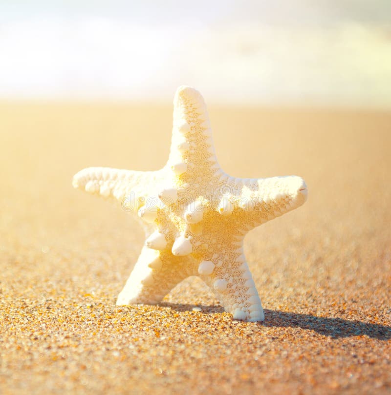 White Sea Star Shell on Sand Stock Image - Image of outdoor, bright ...