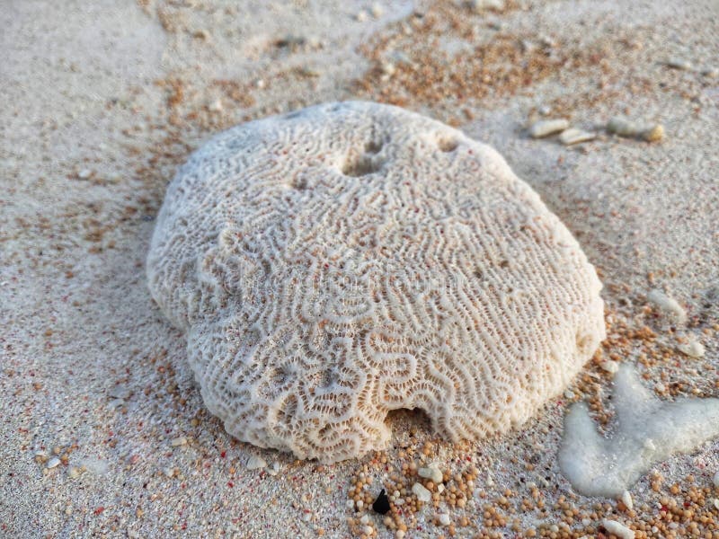White Sea Stones with Texture and Holes on the Edge of a White Sand ...