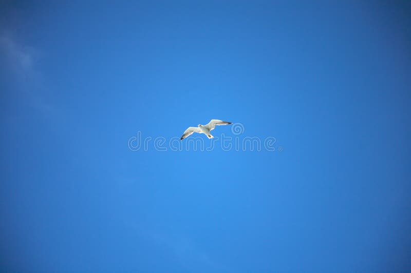 White seagul front stock image. Image of wing, bird, white - 12394739
