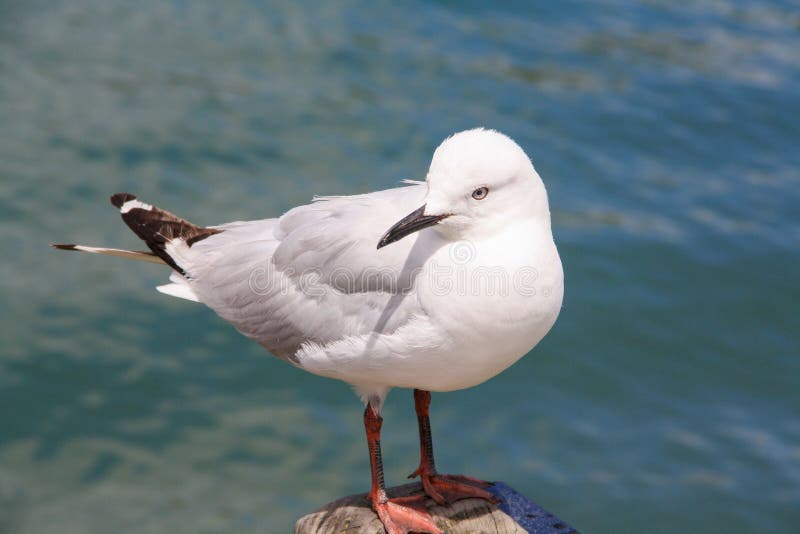 A White Seagul Standing in Front of Water Stock Image - Image of flight ...