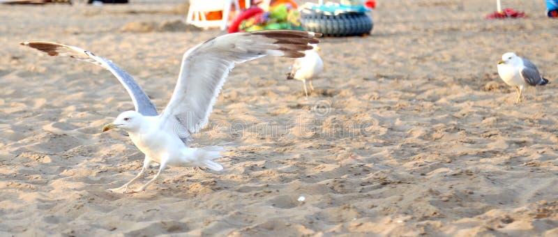 White seagull at the beach stock photo. Image of beach - 78999996