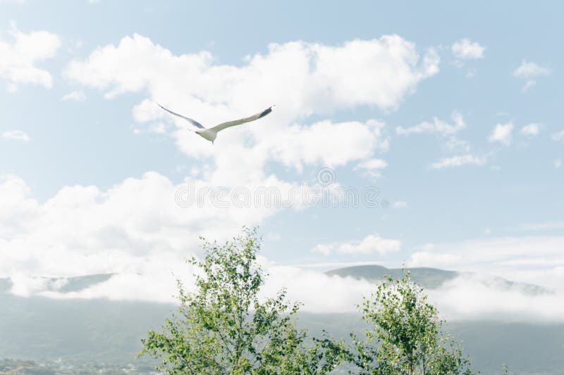 White Seagull Flying with Cloudy Sky and Trees in the Background, Sunny ...