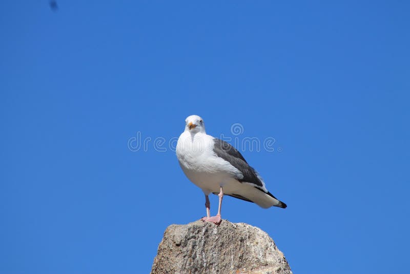 A Seagull in front of sea stock image. Image of underwater - 121014813