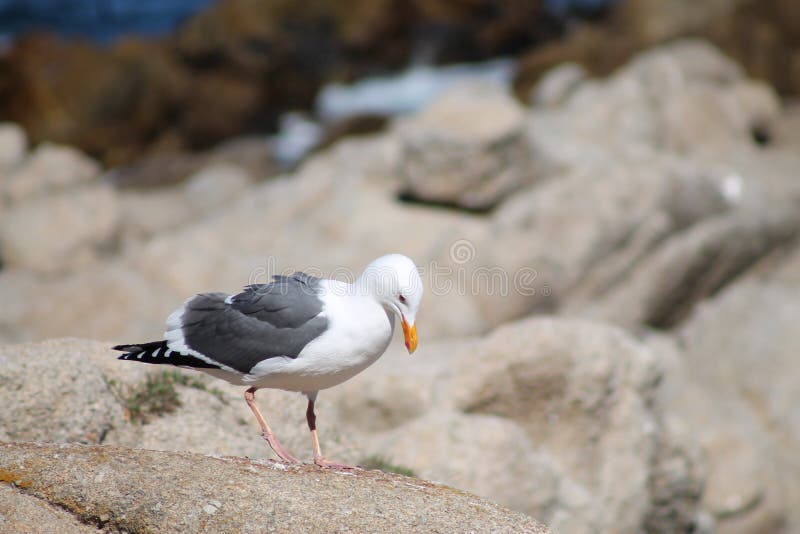 A Seagull in front of sea stock photo. Image of fish - 121014794