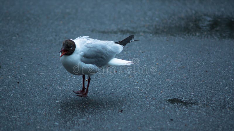 White Seagull with Open Beak Stock Image - Image of animal, details ...