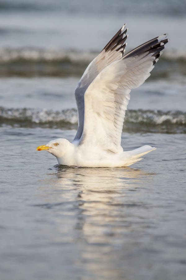 Seagull with Open Beak Sitting on the Ice Stock Image - Image of ...