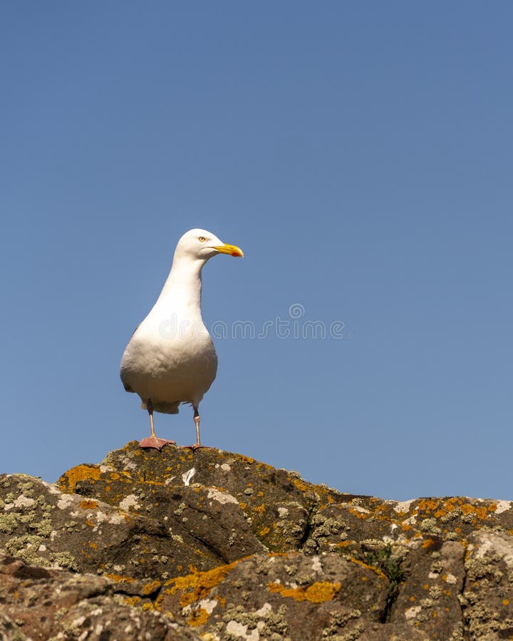 White Seagull Perched on Moss-covered Rocks Stock Image - Image of ...