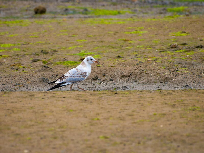 White Seagull Posing on the Sand of a Beach. Stock Photo - Image of ...