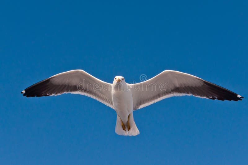 White Seagull Hovering in the Sky Stock Image - Image of beak, gull ...