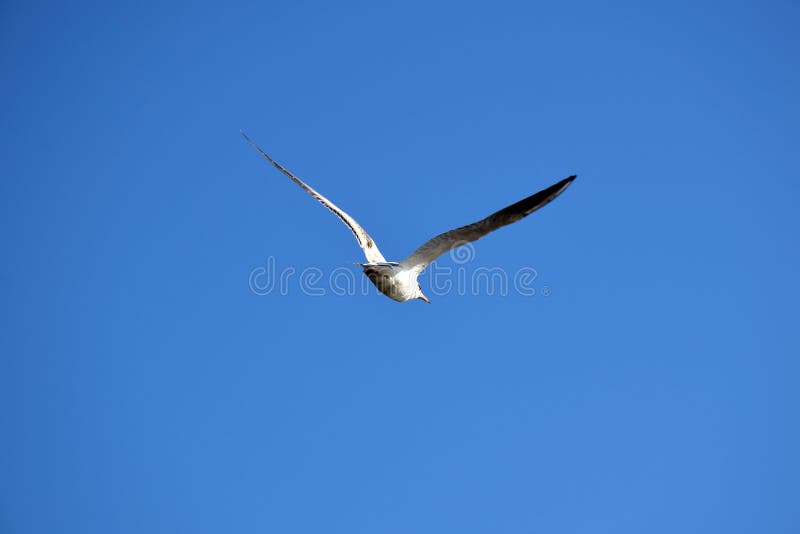 A Seagull with Wide Open Wings Flies Against the Blue Sky. Back View ...