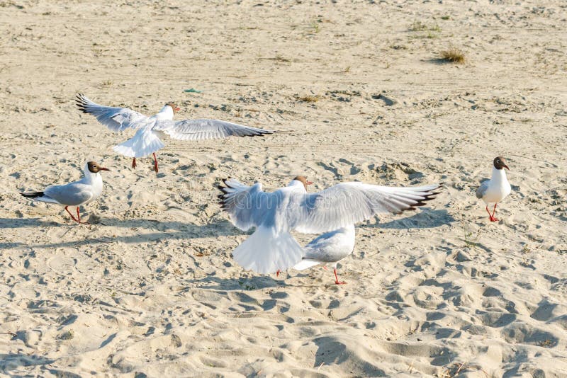 White Seagulls on a Sandy Beach on a Sunny Day. Birds on the Sand by ...