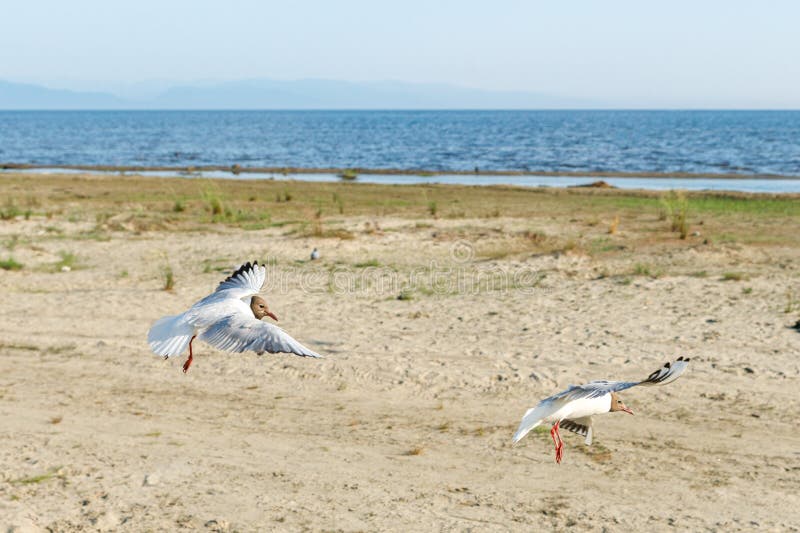 White Seagulls on a Sandy Beach on a Sunny Day. Birds on the Sand by ...