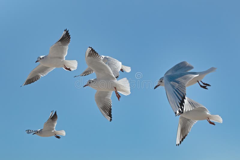 White Seagulls Soaring in the Air Against the Blue Sky Stock Photo ...