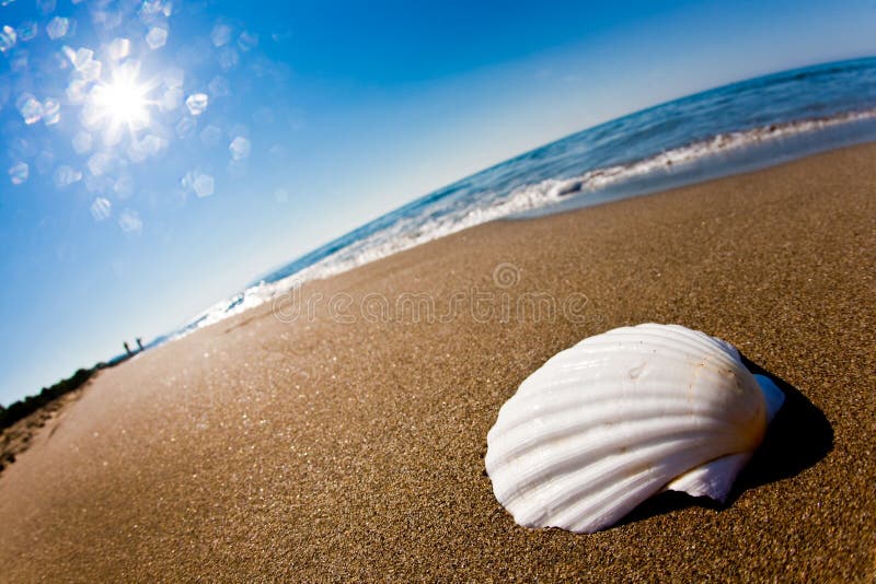 Seashell on a beach stock photo. Image of shore, coast - 6283936