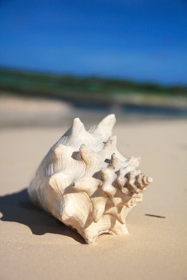 White seashell on beach stock photo. Image of seashore - 17511674