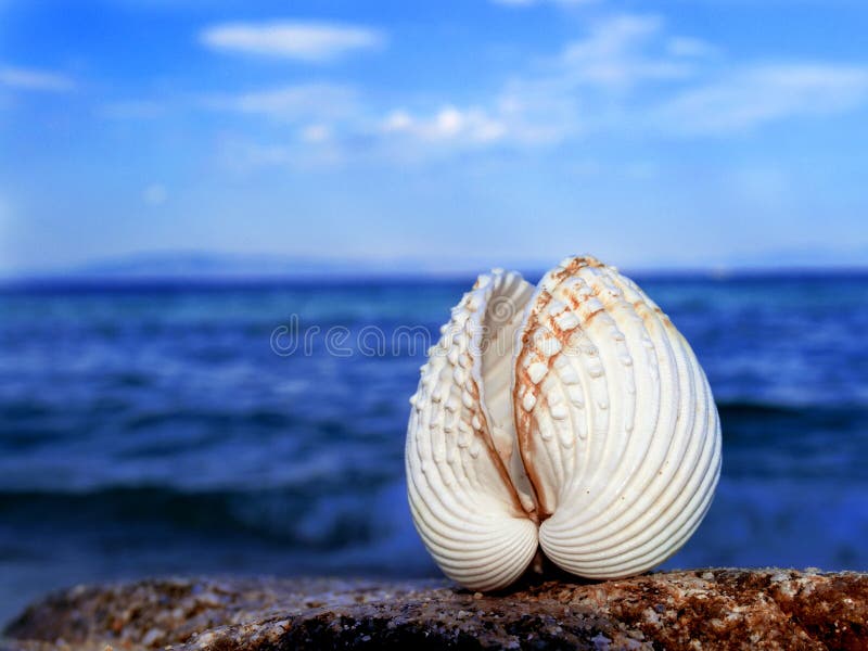 White seashell stock photo. Image of cute, travel, closeup - 51290148