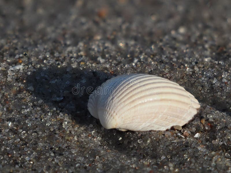 White Seashell on the Beach in the Evening Sun Stock Photo - Image of ...
