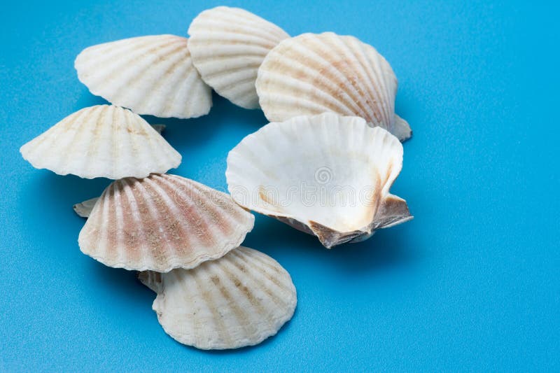 Blue Seashell stock photo. Image of marine, background - 12769122