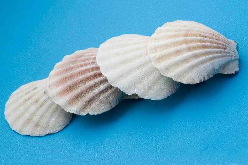 White Seashell on Blue Close Up Stock Image - Image of macro, aquarium ...