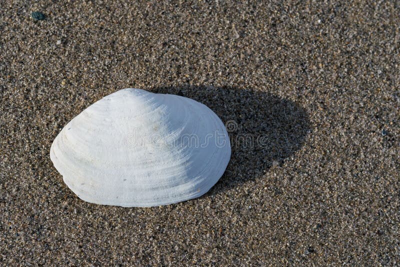 White Seashell Shell Sandy Texture Stock Photo - Image of shadow ...