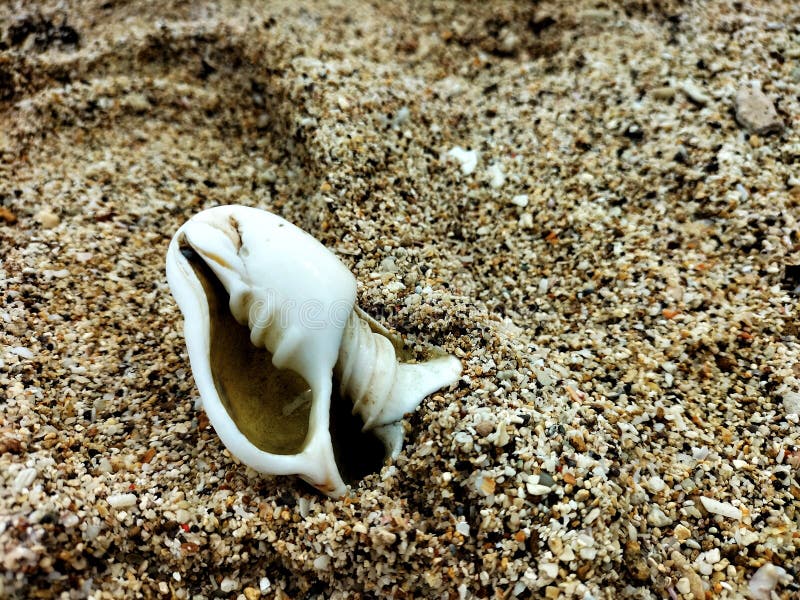 White Seashell in Coarse Sand Stock Photo - Image of marine, shell ...