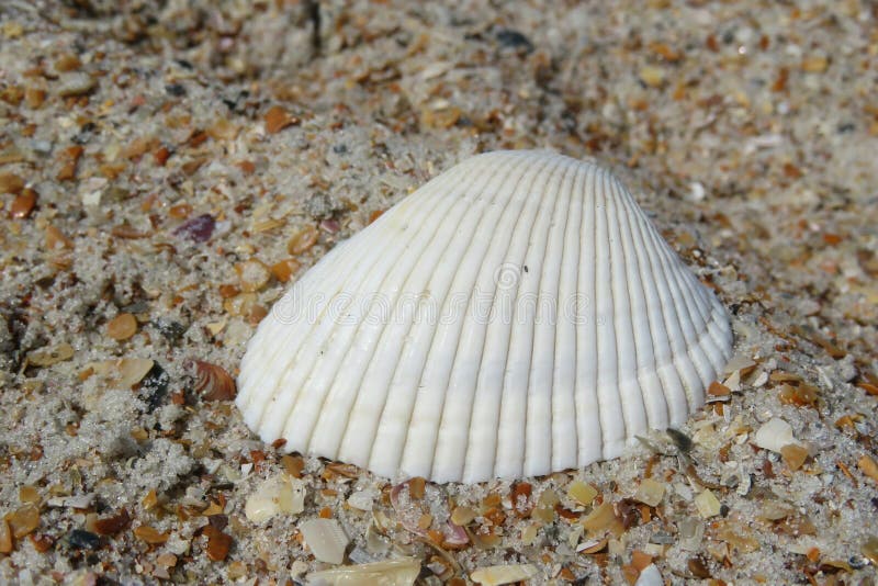 White Seashell on a Florida Beach Stock Image - Image of natural, macro ...