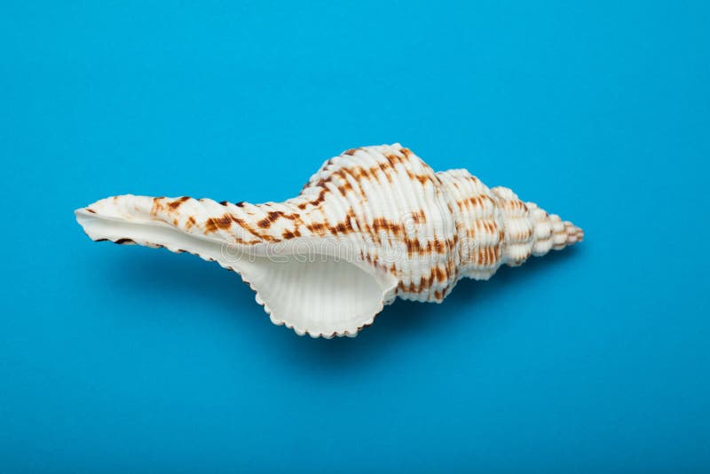 White Seashell Isolated on a Blue Background Stock Image - Image of ...