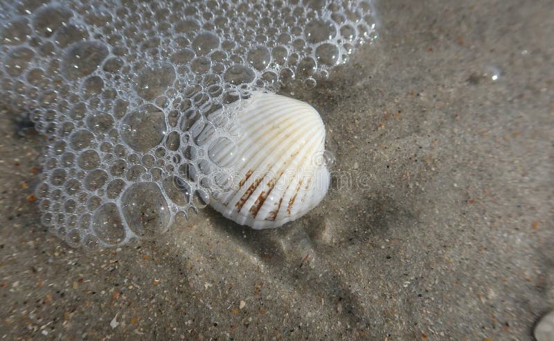 White Seashell on Florida Beach Stock Image - Image of propical, close ...