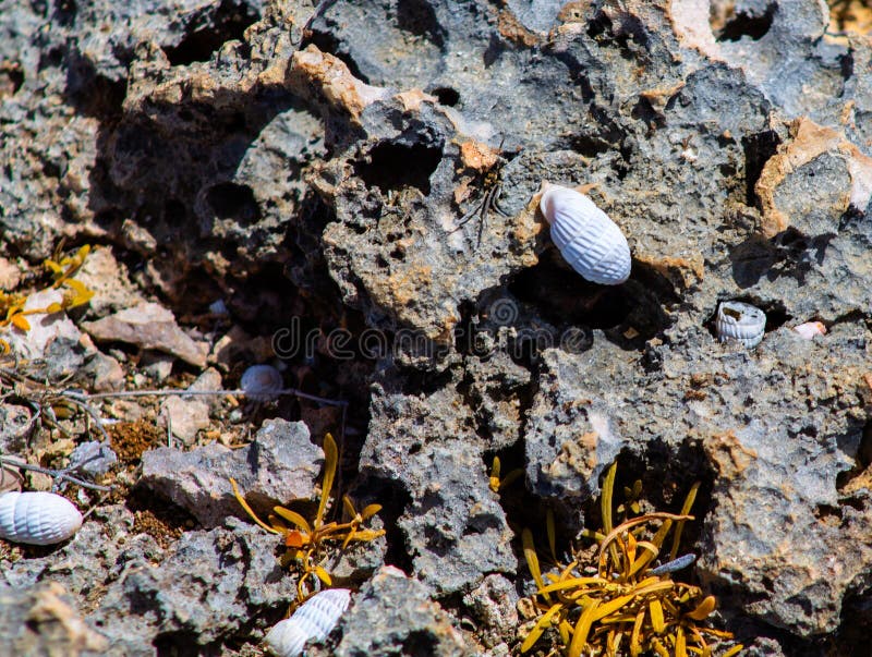 White Seashell on the Rock, Closeup of a Seashell Stock Photo - Image ...