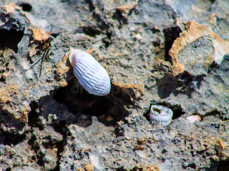 White Seashell on the Rock, Closeup of a Seashell Stock Photo - Image ...